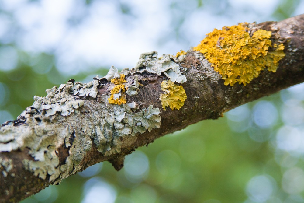 Les bioindicateurs : l’indicateur naturel de la pollution de l ...
